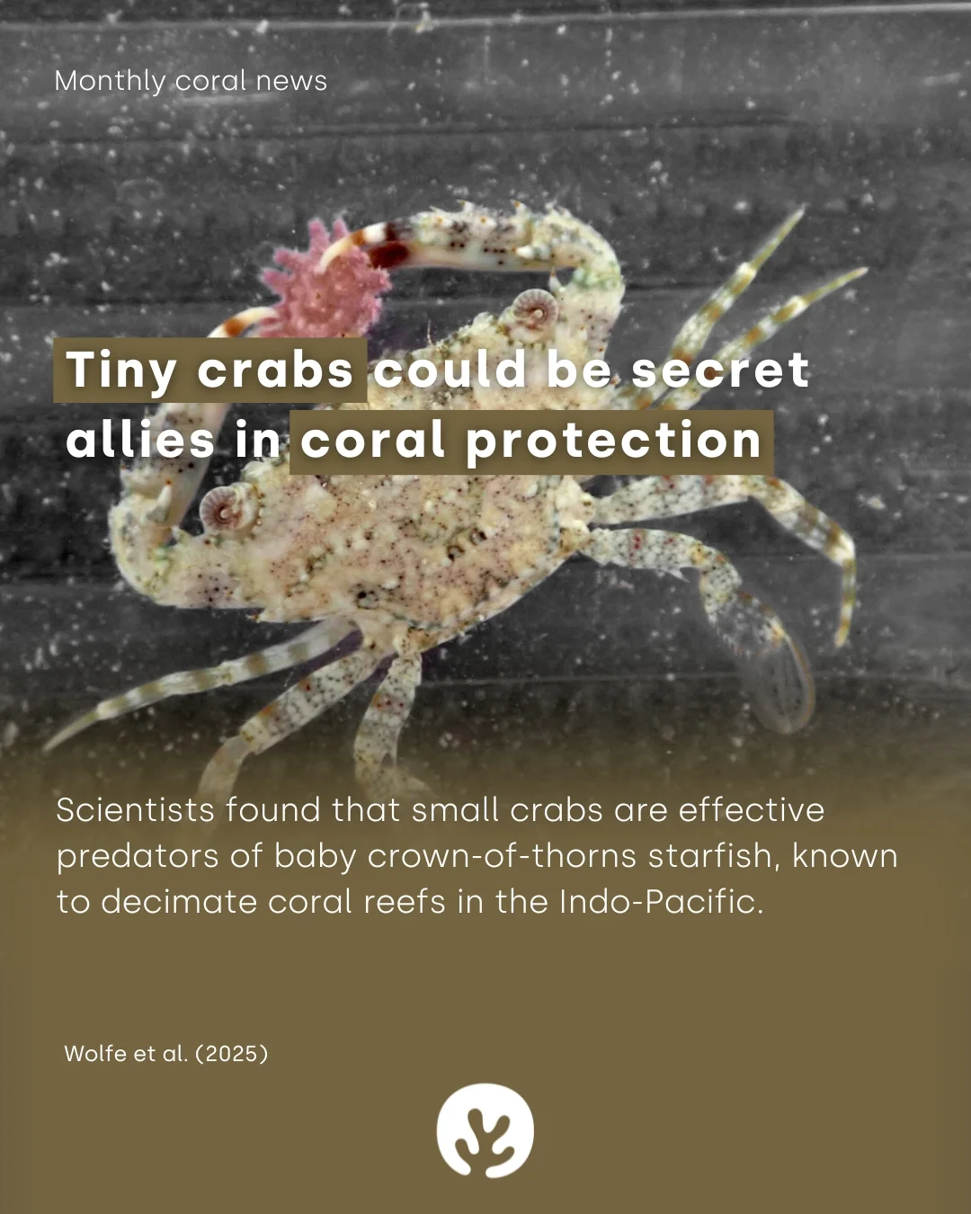 Coral reef conservation - Incredibusy